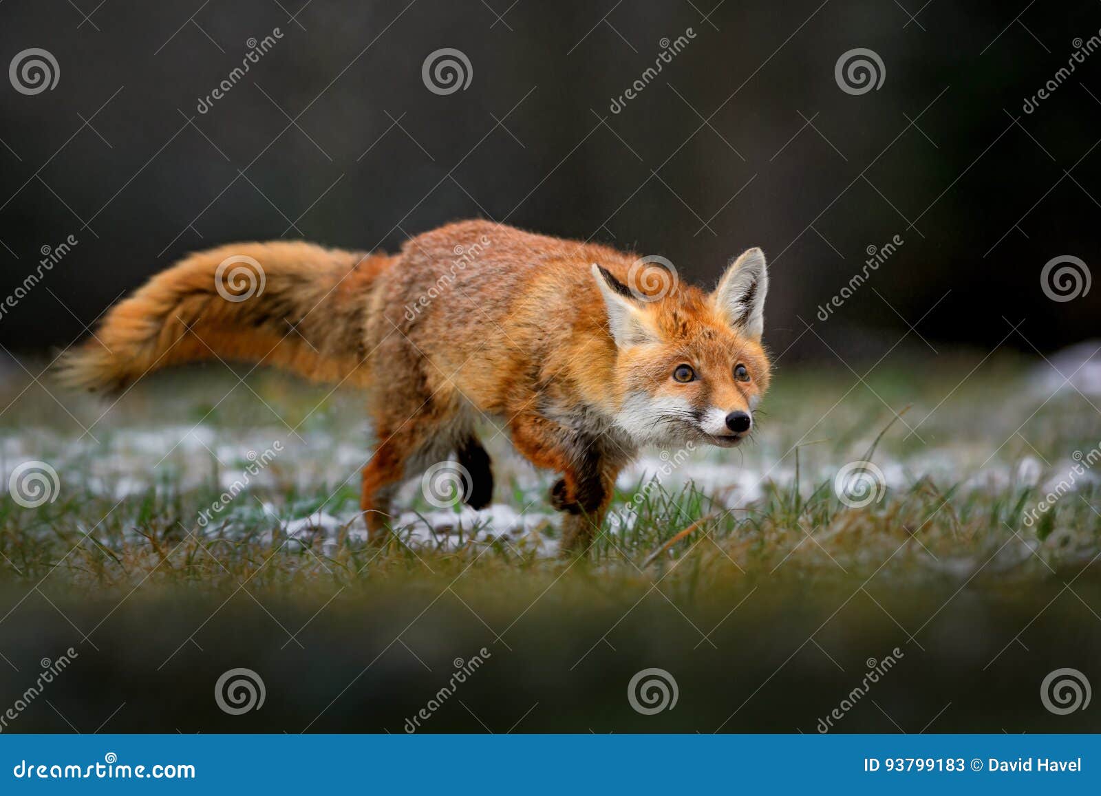 Fox Tracing Stock Photos - Free & Royalty-Free Stock Photos from Dreamstime