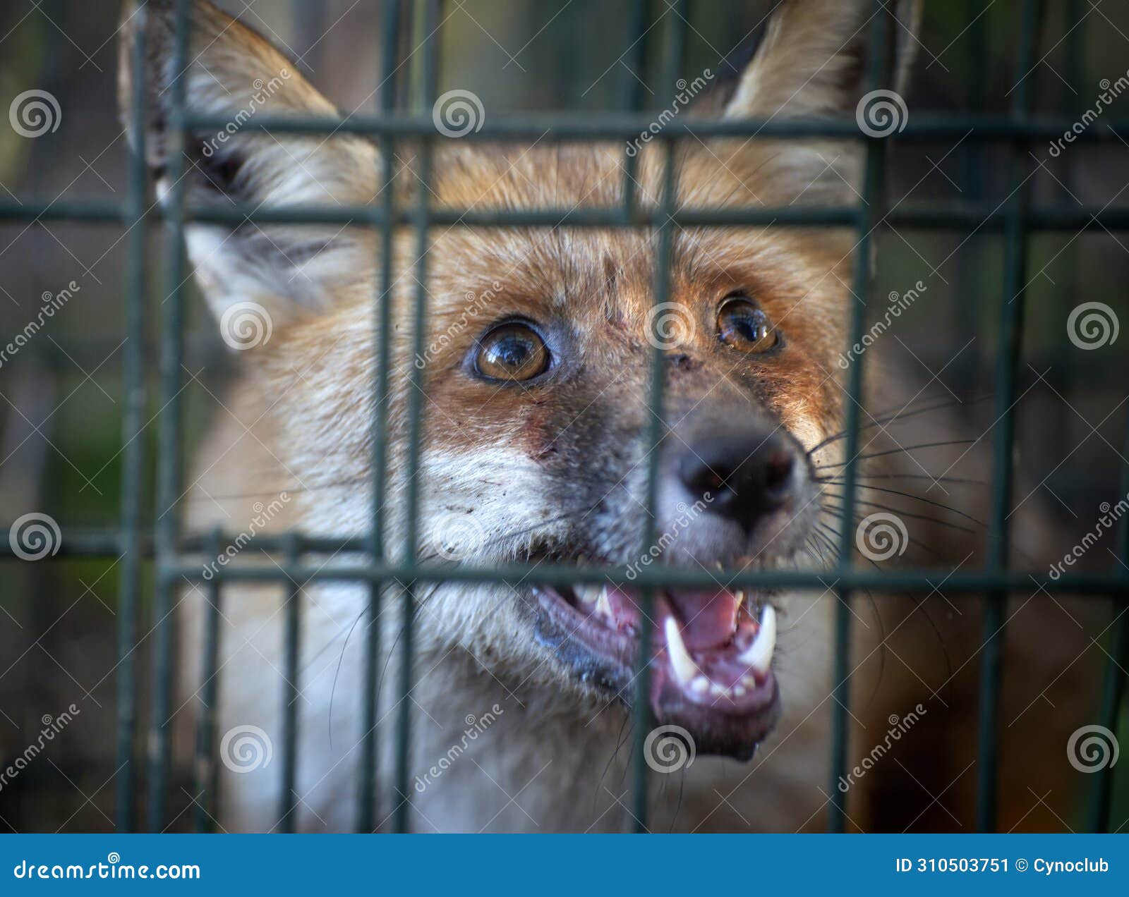 Red fox trapped stock image. Image of trapping, predator - 310503751