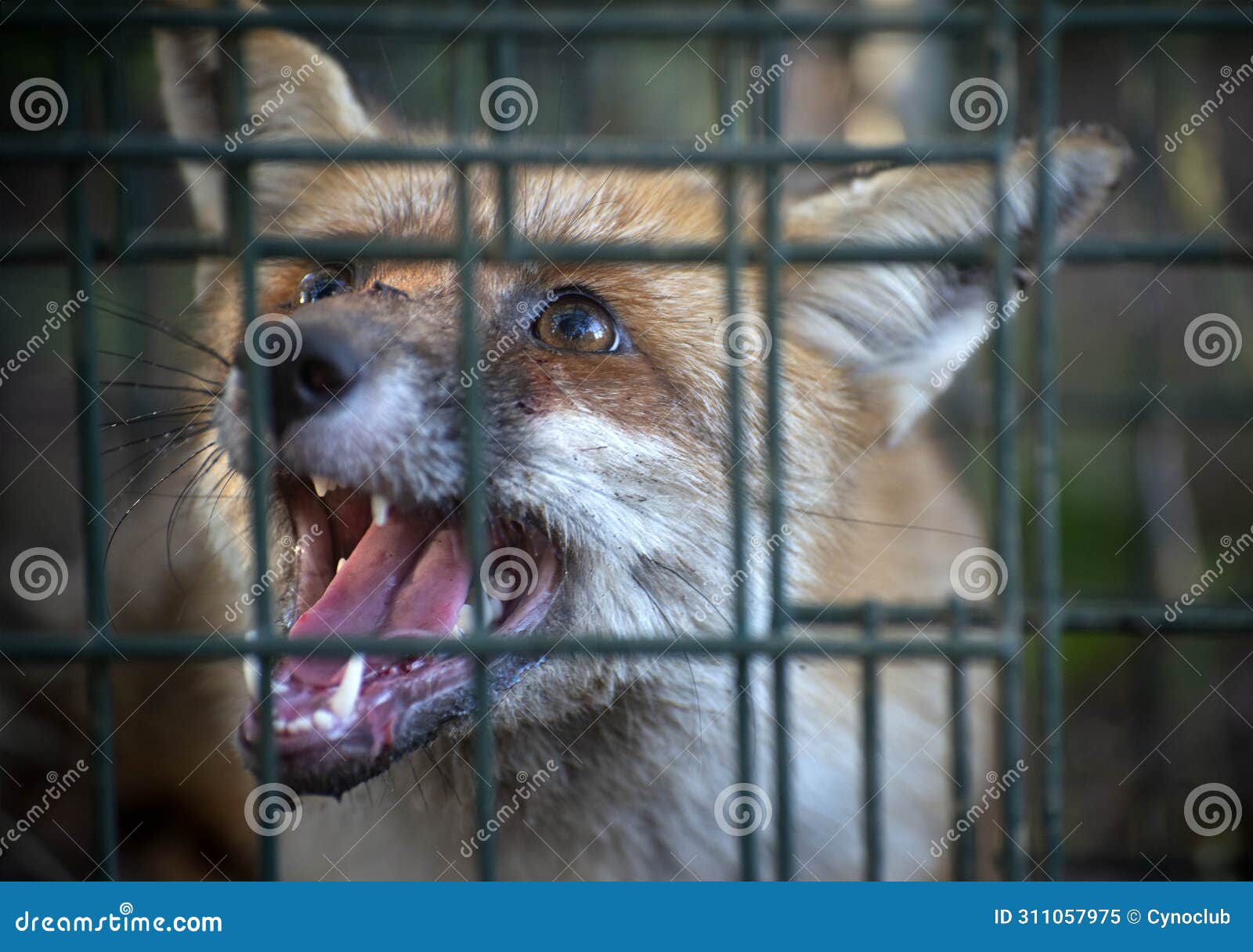 Red fox trapped stock image. Image of traps, hunter - 311057975