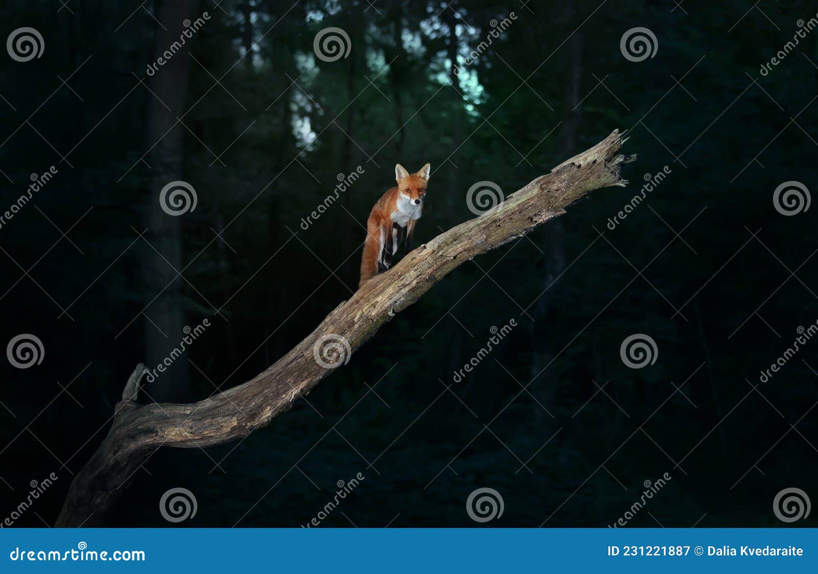 Red Fox on a Tree Branch Against Dark Background in the Forest Stock ...