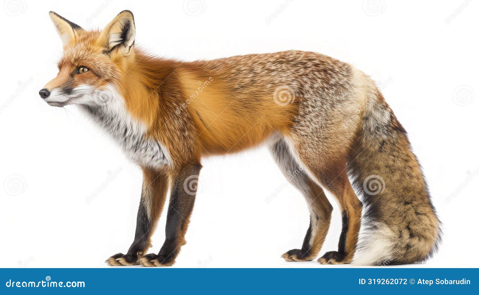 Red Fox Turning Around, Two Years Old, Isolated on White. Generative Ai ...
