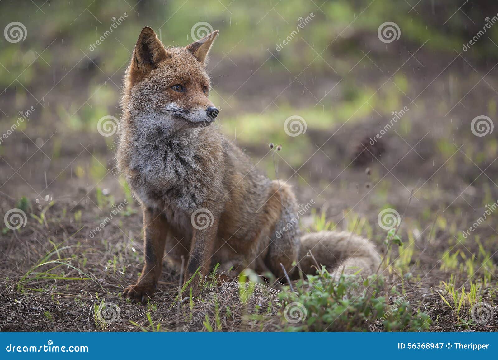 Red fox stock image. Image of tucany, nature, portrait - 56368947