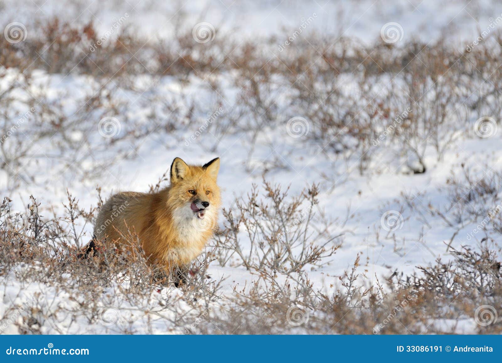 Red Fox variant stock image. Image of hudson, animal - 33086191