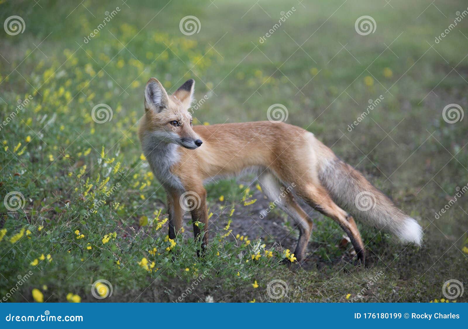 Red Fox Poses for Camera stock image. Image of clicked - 176180199