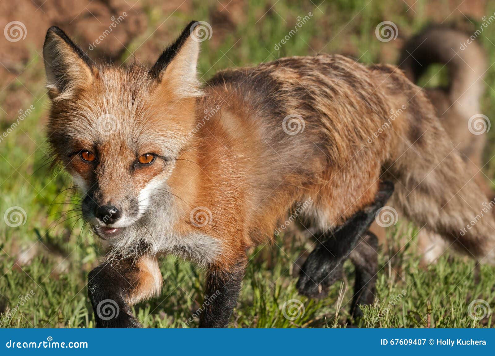 Red Fox Vixen (Vulpes Vulpes) Closeup Stock Image - Image of outside ...