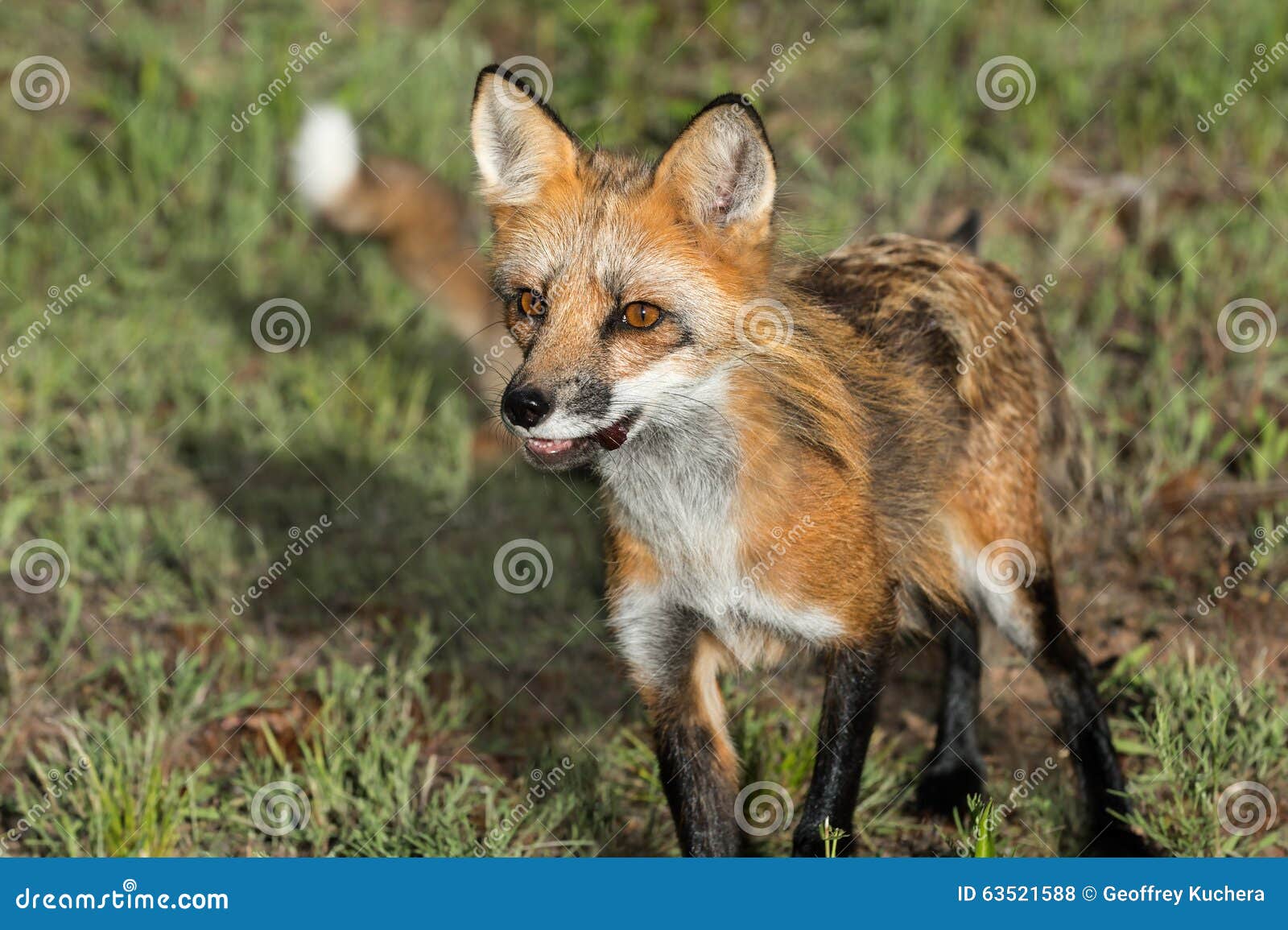 Red Fox Vixen (Vulpes Vulpes) Closeup with Kit in Background Stock ...