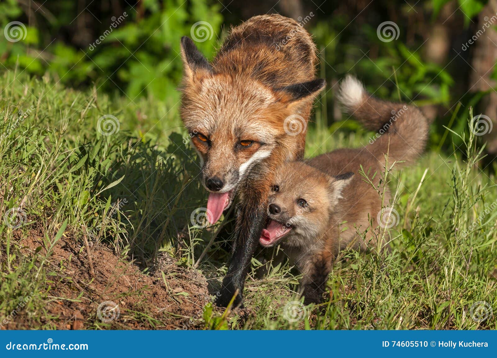 Red Fox Vixen (Vulpes Vulpes) and Kit Walk Forward Stock Photo - Image ...
