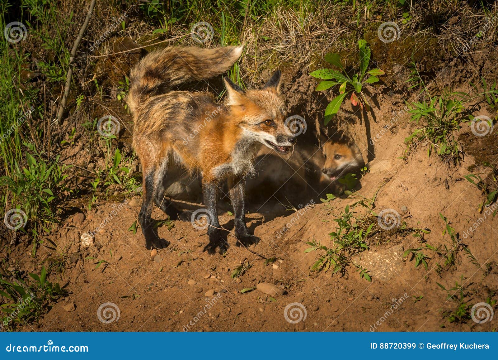 Red Fox Vixen Vulpes Vulpes Tail Up with Kits in Den Stock Image ...