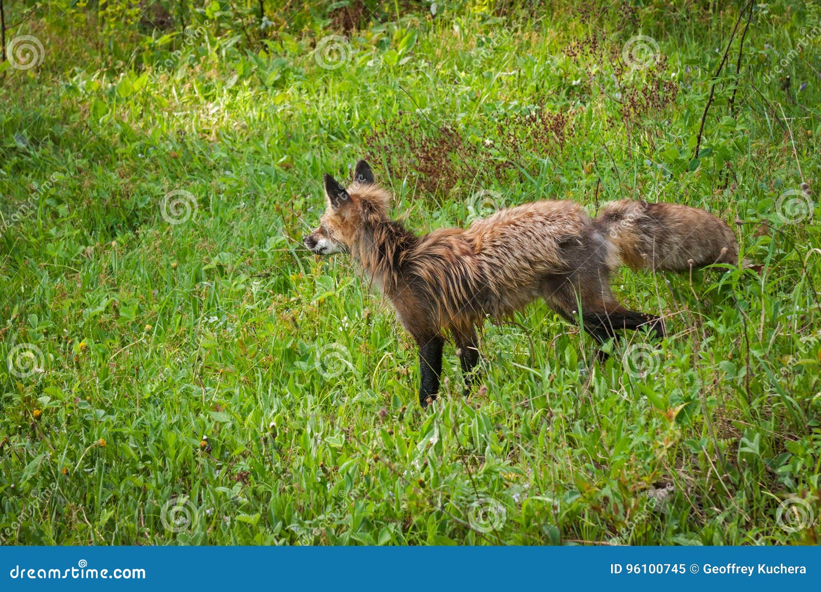 Red Fox Vixen & X28;Vulpes Vulpes& X29; Walks Left Stock Image - Image ...