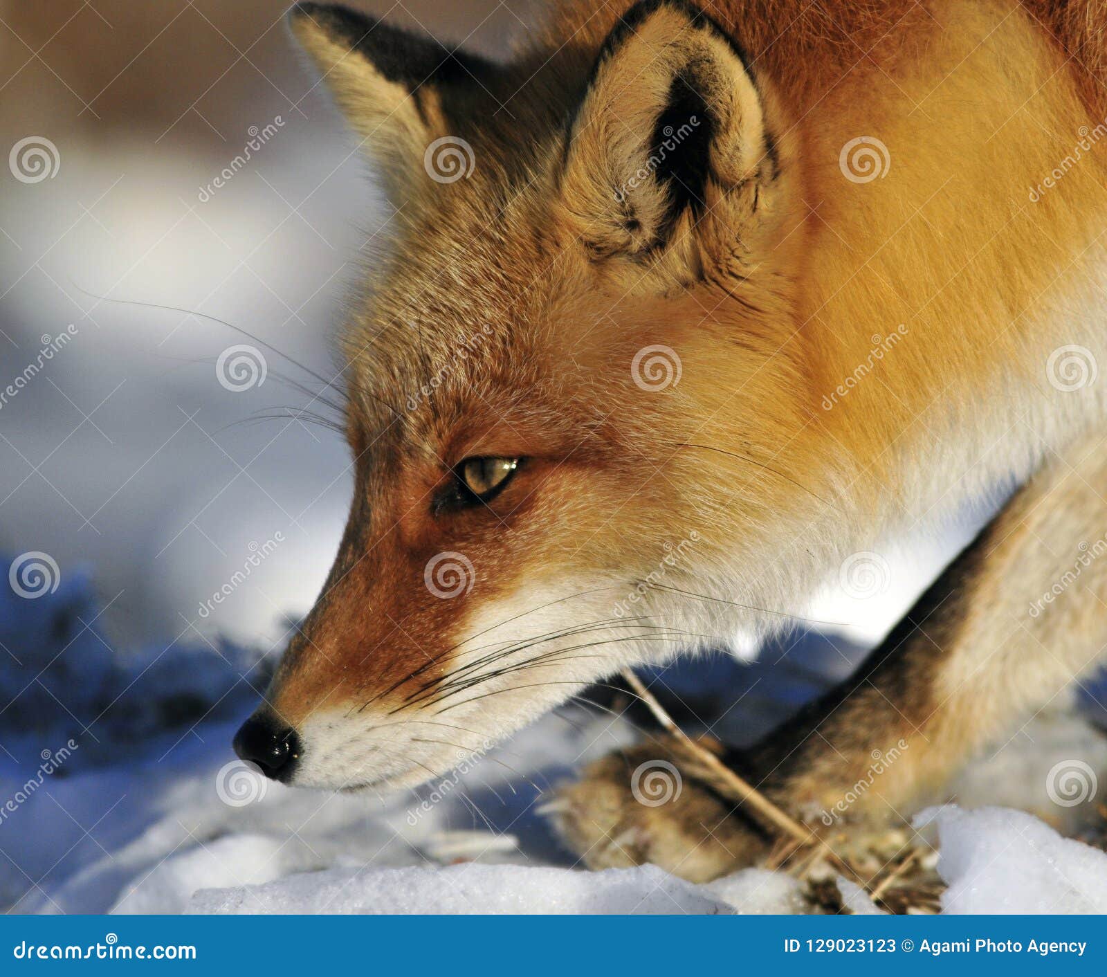 Red Fox, Vos, Vulpes Vulpes Stock Image - Image of walking, snow: 129023123
