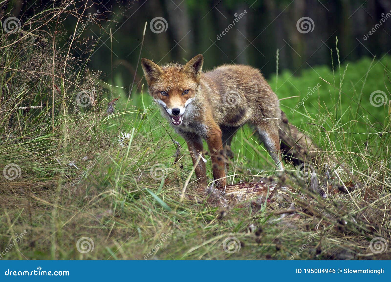 RED FOX Vulpes Vulpes, ADULT with a COMMON PHEASANT KILL, NORMANDY ...