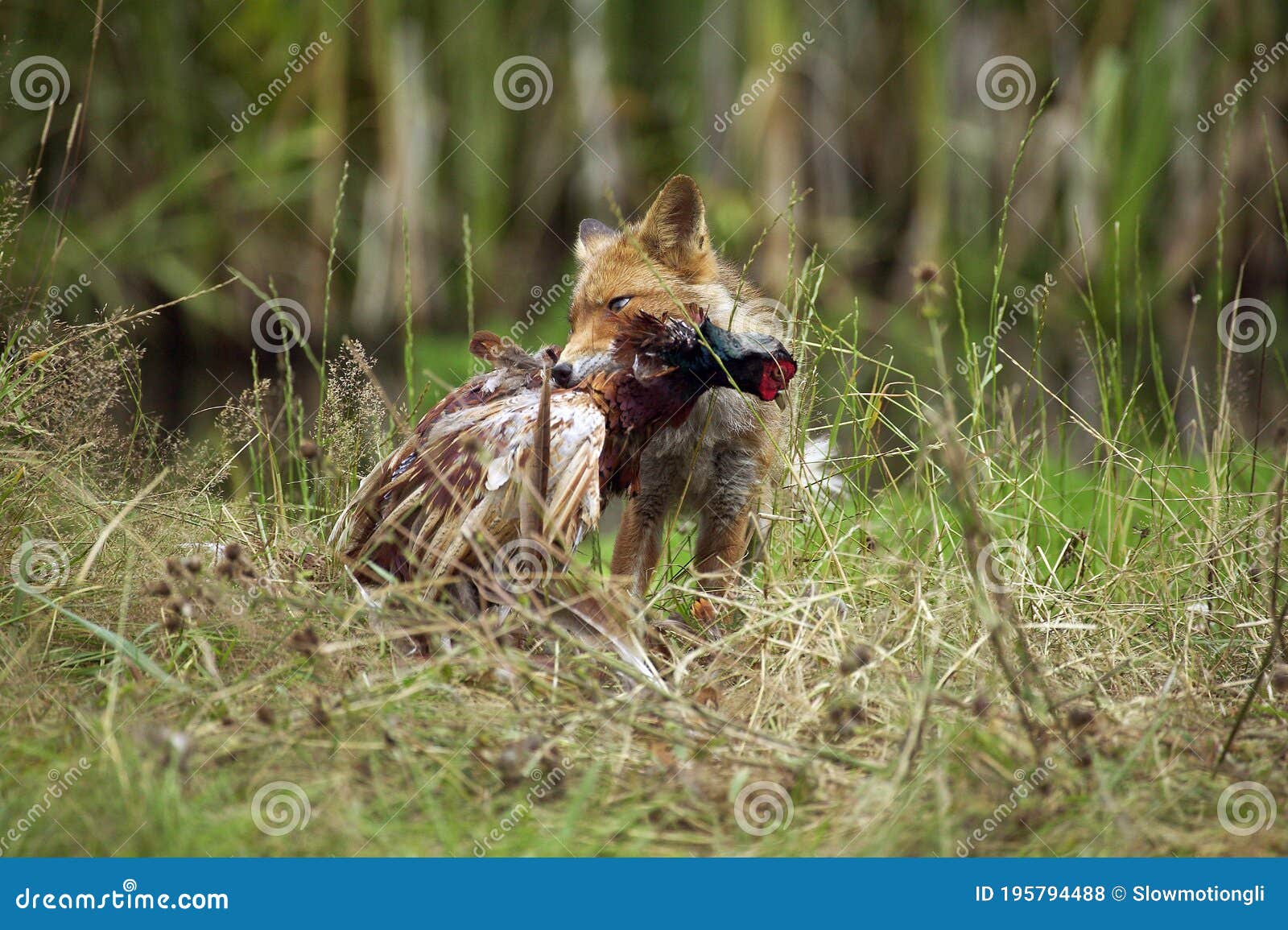Red Fox, Vulpes Vulpes, Adult with a Kill, a Common Pheasant, Normandy ...