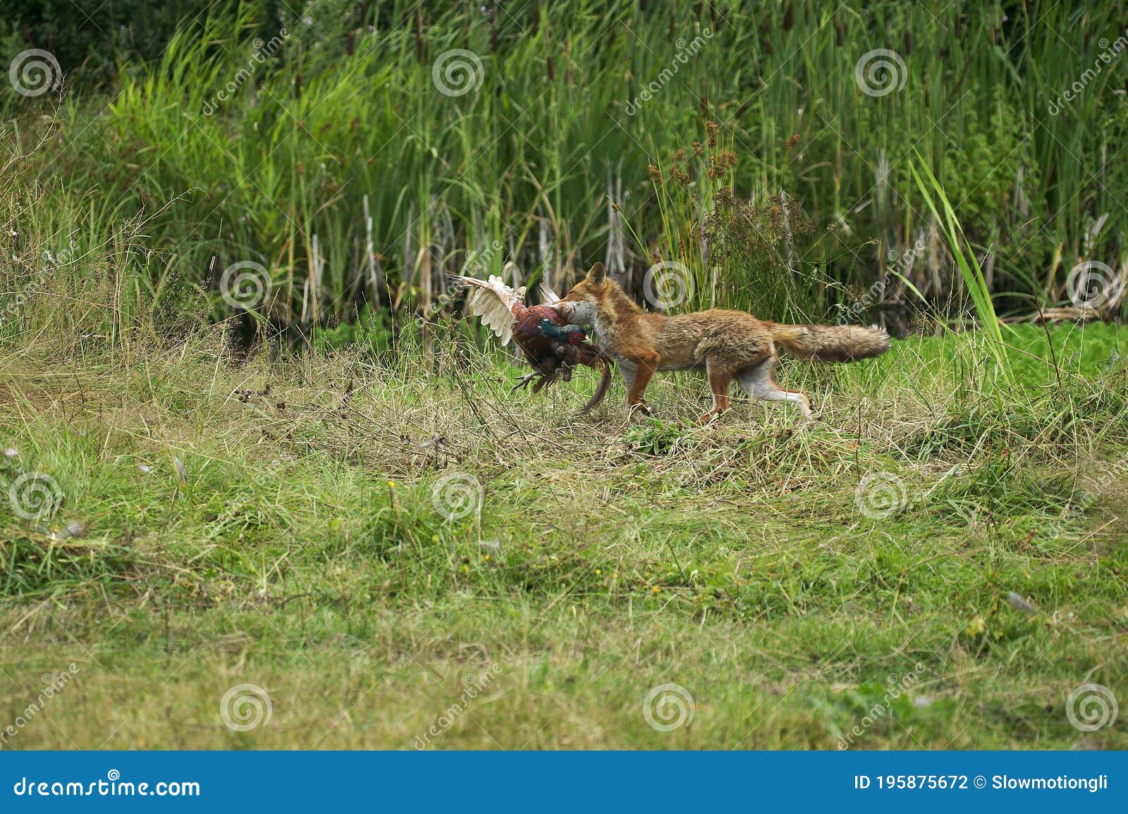 Red Fox, Vulpes Vulpes, Adult with a Kill, a Common Pheasant, Normandy ...