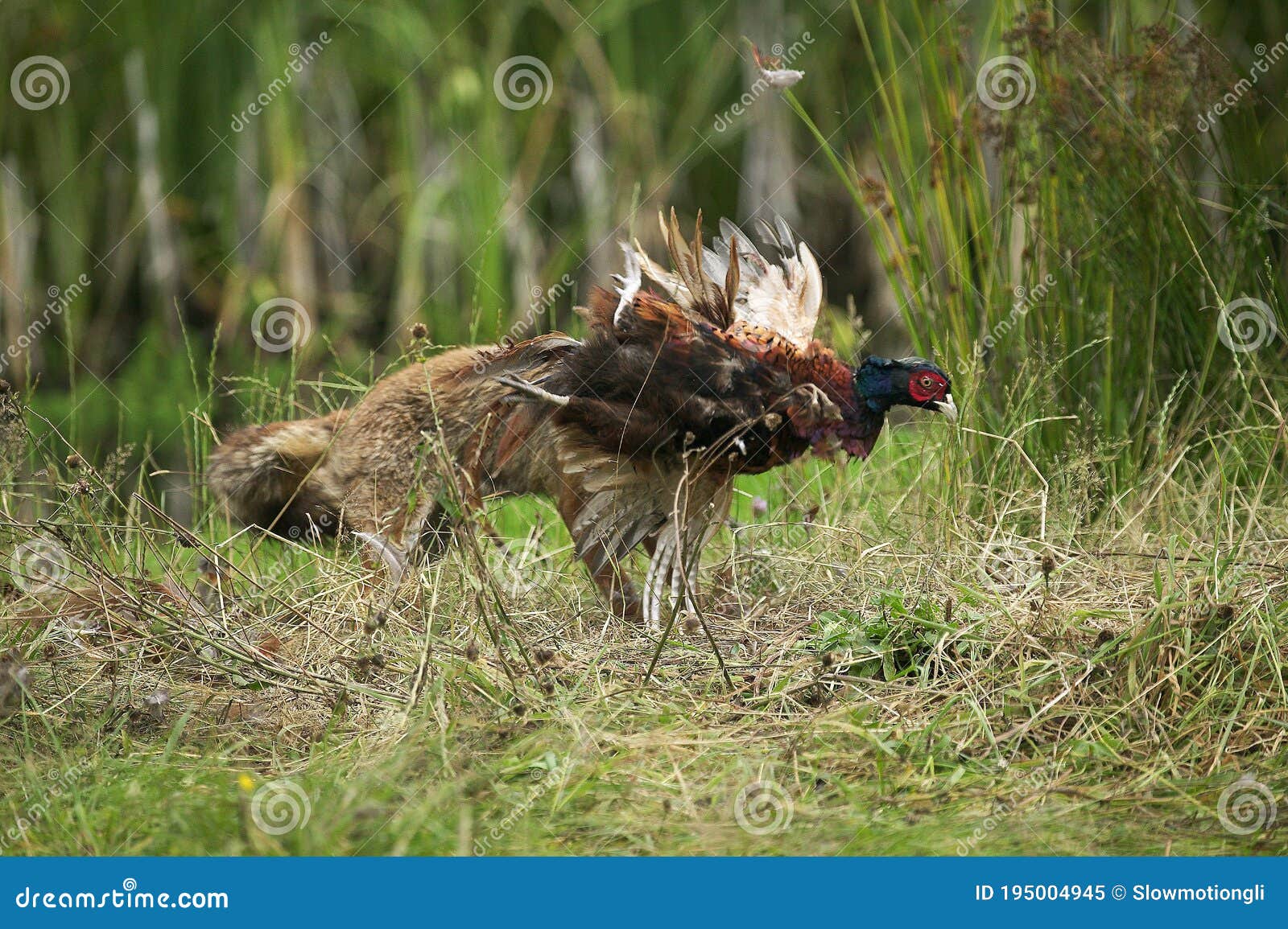 RED FOX Vulpes Vulpes, ADULT KILLING a COMMON PHEASANT, NORMANDY Stock ...