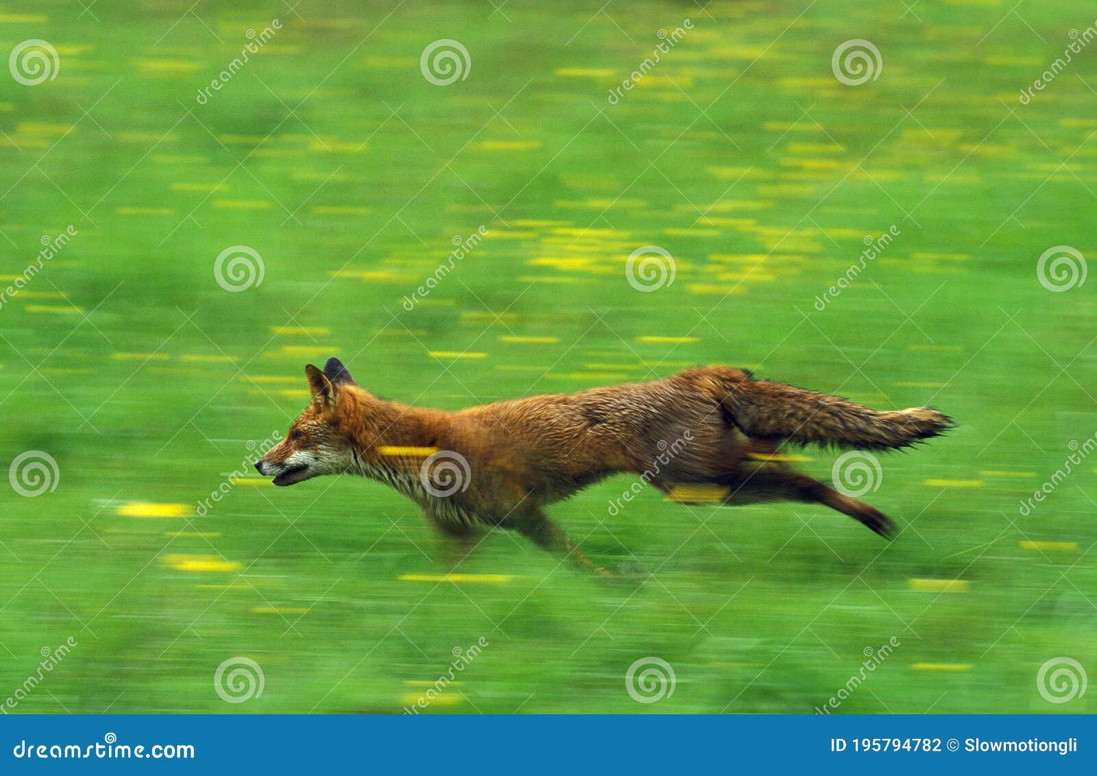 Red Fox, Vulpes Vulpes, Adult Running through Meadow, Normandy Stock ...