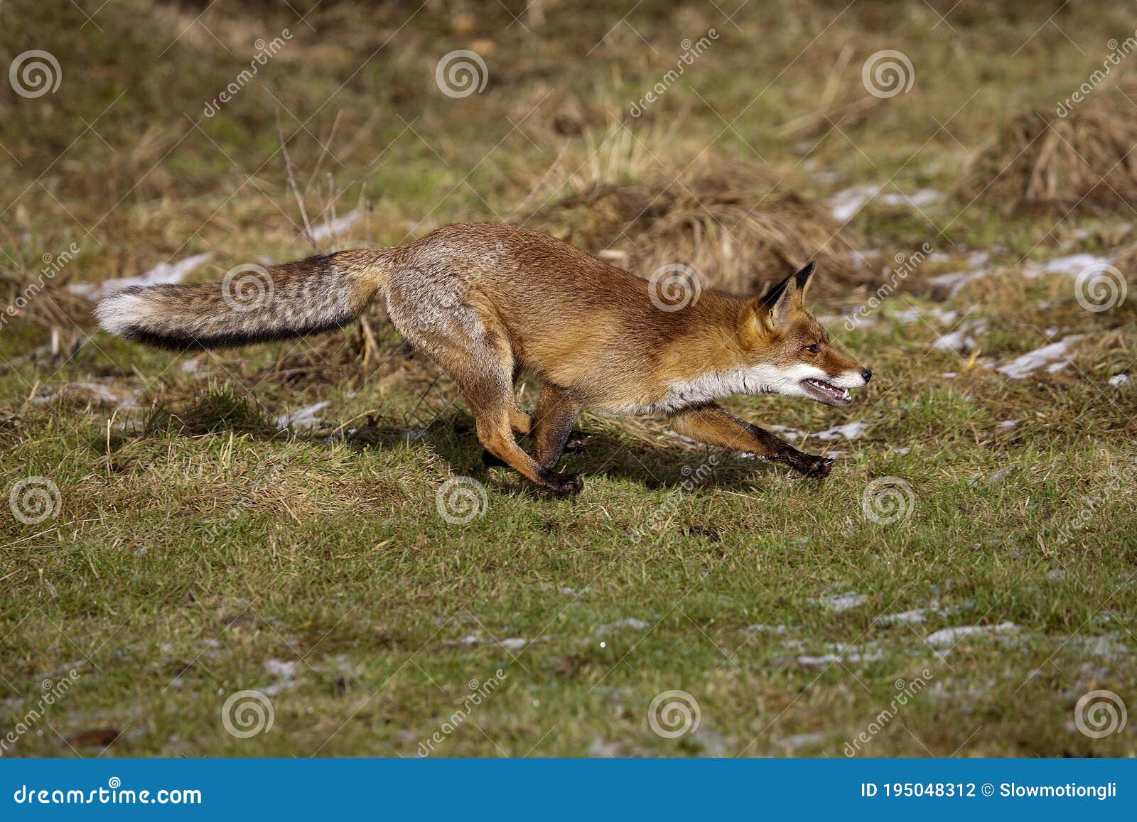 RED FOX Vulpes Vulpes, ADULT KILLING A COMMON PHEASANT, NORMANDY IN ...