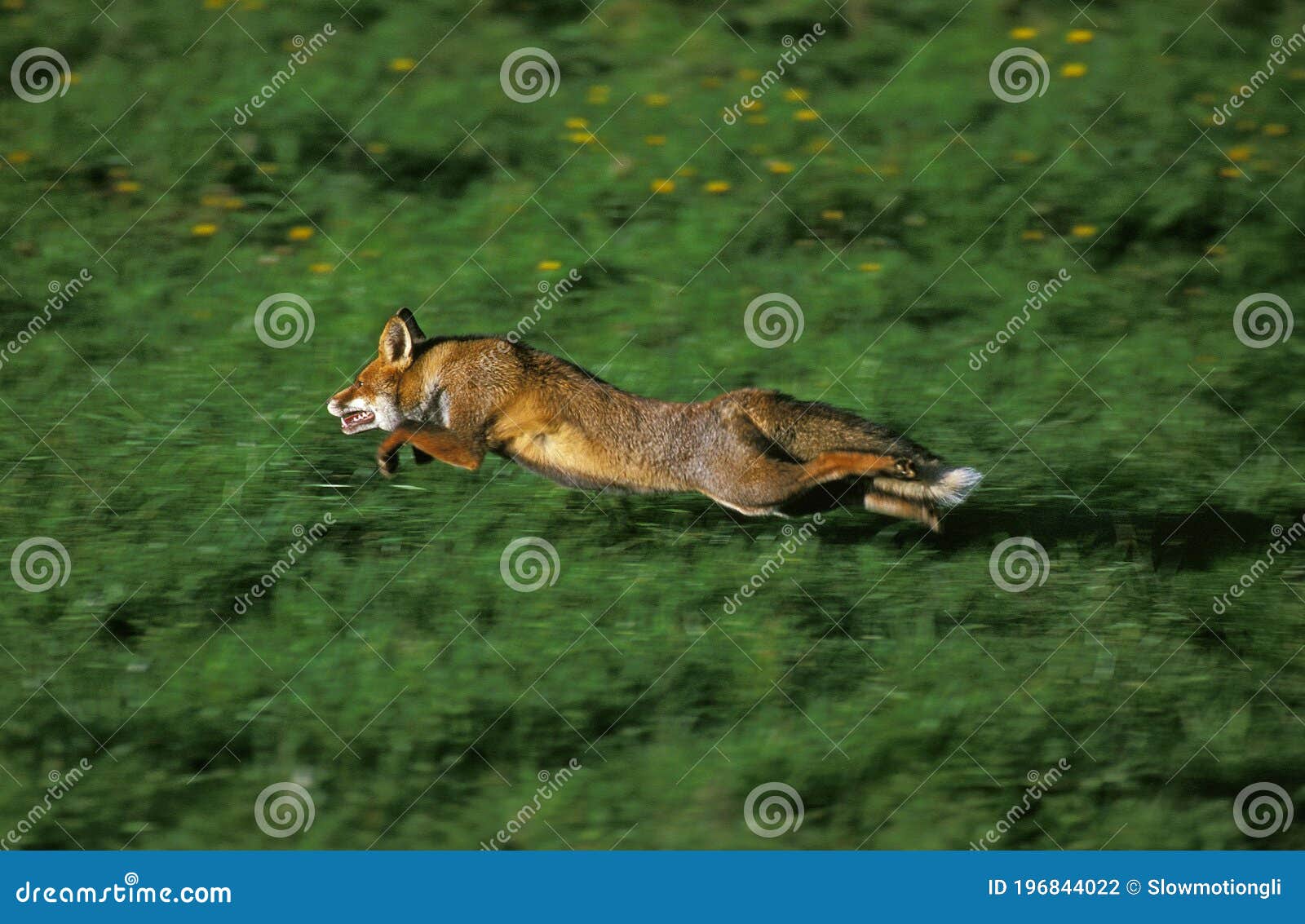 RED FOX Vulpes Vulpes, ADULT KILLING A COMMON PHEASANT, NORMANDY IN ...