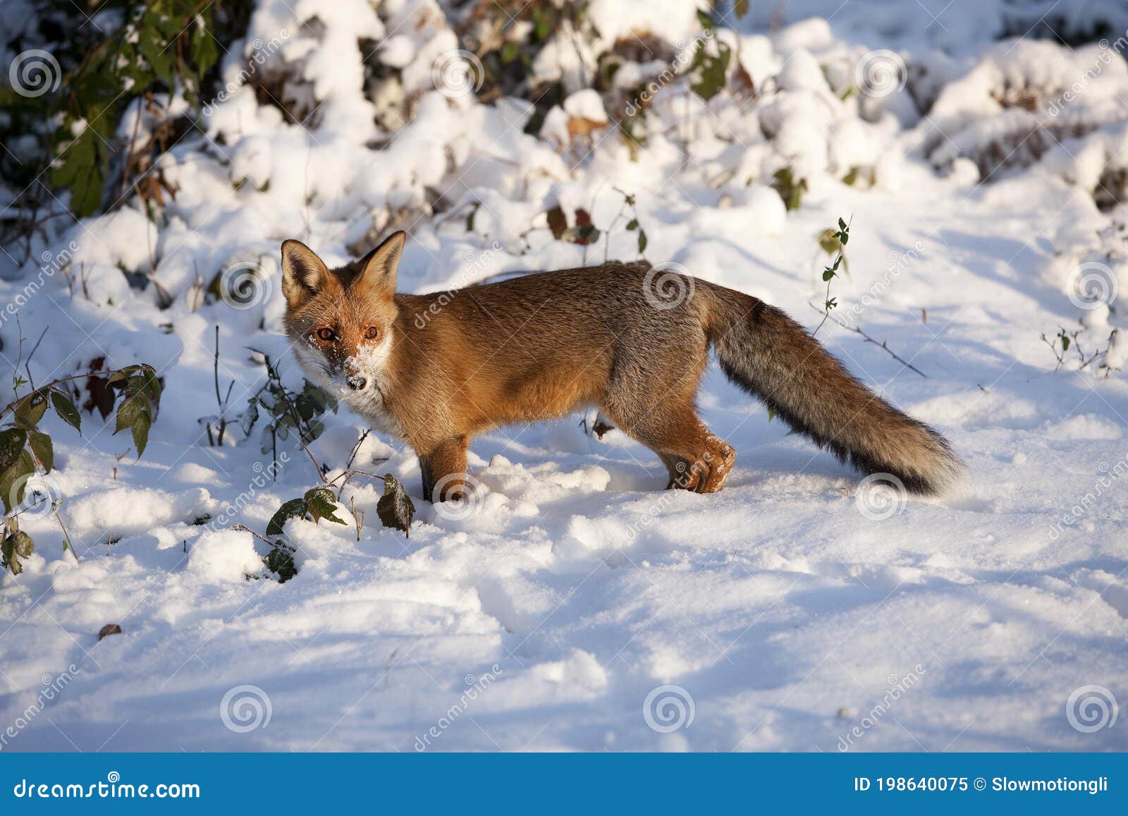 RED FOX Vulpes Vulpes, ADULT KILLING A COMMON PHEASANT, NORMANDY IN ...
