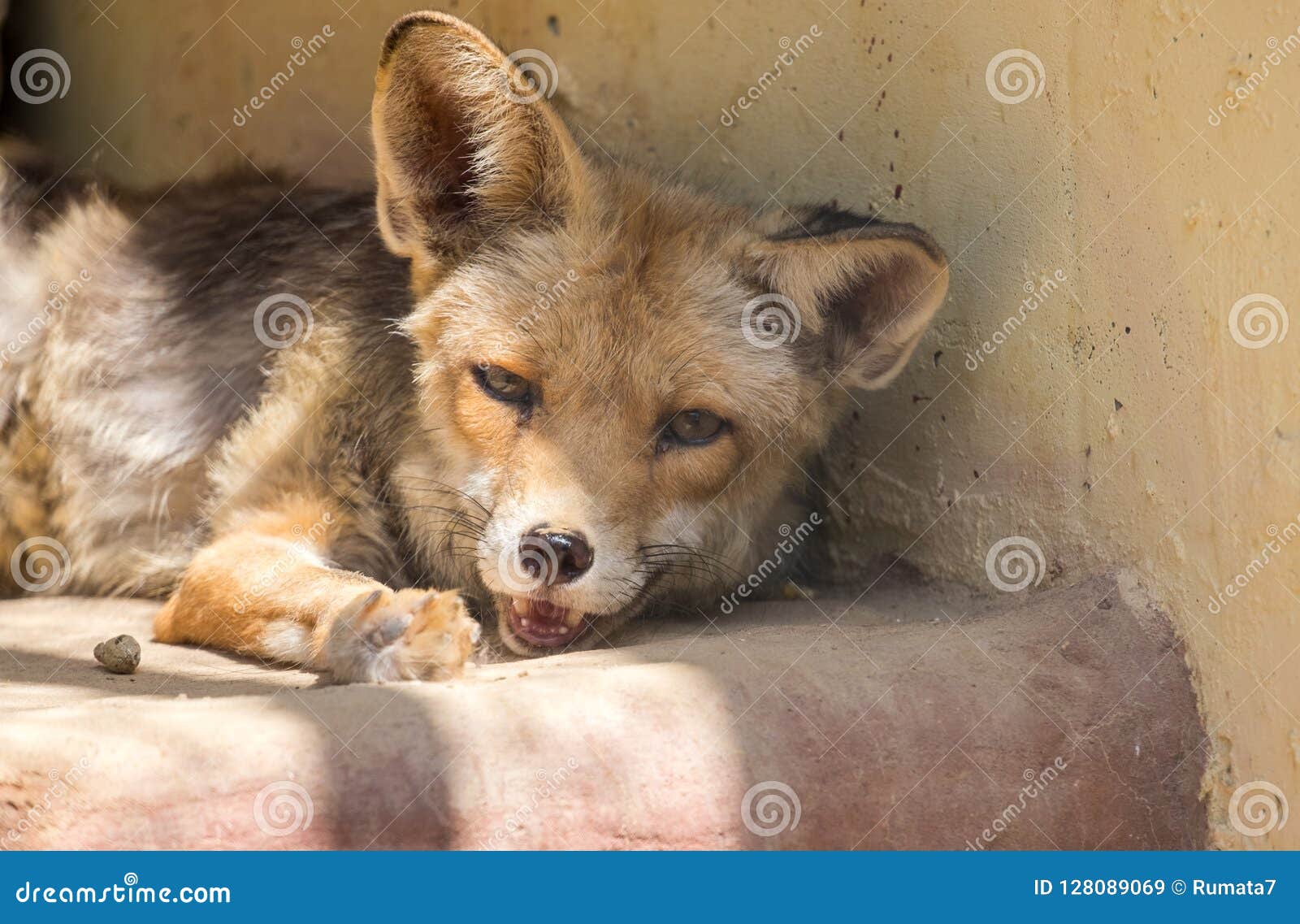 Red Fox Vulpes Vulpes at Zoo. Israel. Stock Image - Image of little ...