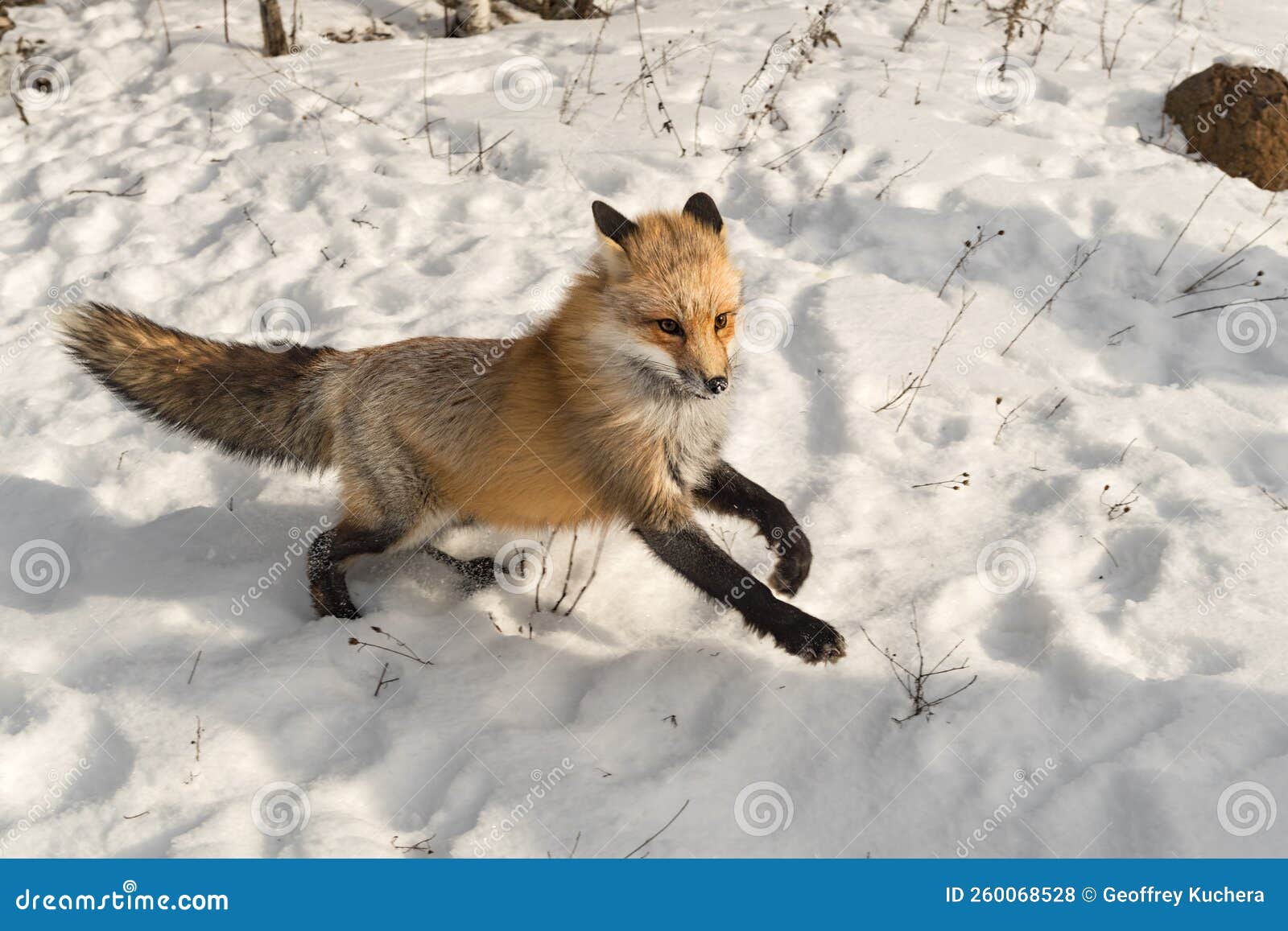 Red Fox Vulpes Vulpes Bounces Right Ears Back Winter Stock Photo ...