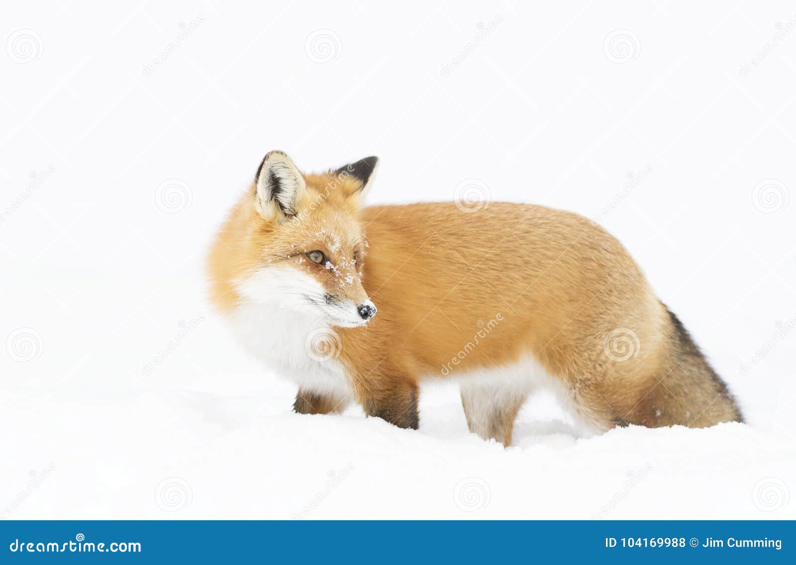 A Red Fox Vulpes Vulpes With Bushy Tail Walking Through The Snow In ...