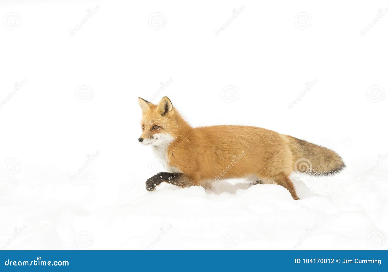 A Red Fox Vulpes Vulpes with Bushy Tail Walking through the Snow in ...