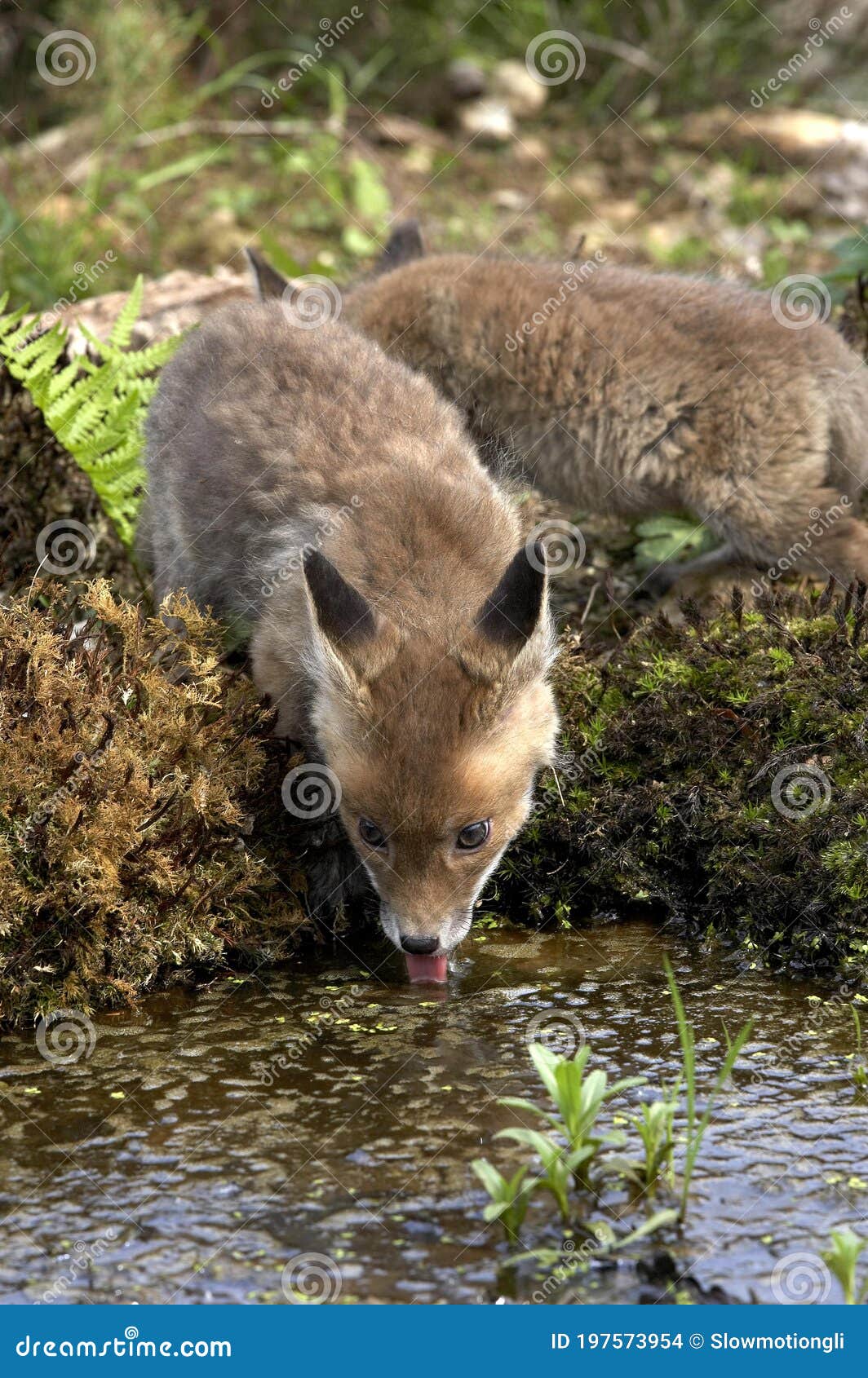 Red Fox, Vulpes Vulpes, Cub Drinking at Pond, Normandy Stock Photo ...