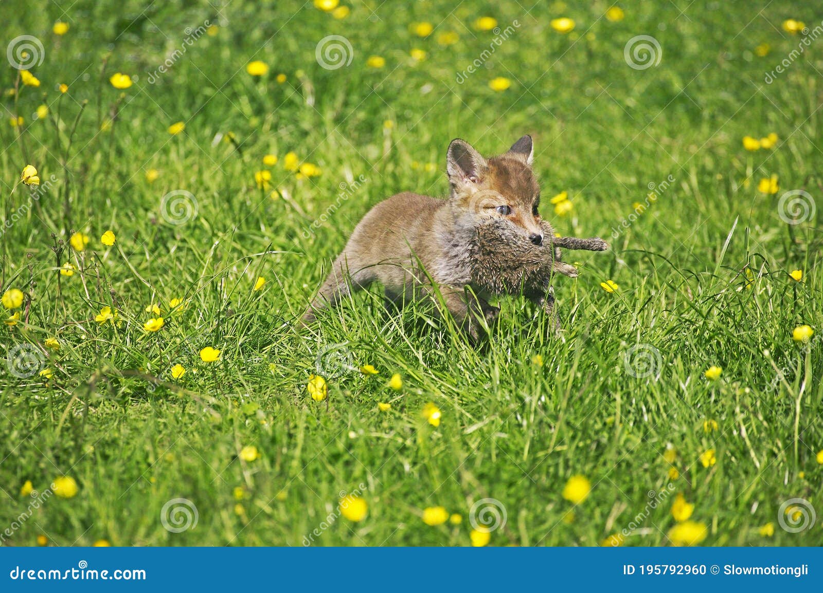 Red Fox, Vulpes Vulpes, Cub Hunting European Rabbit, Normandy Stock ...