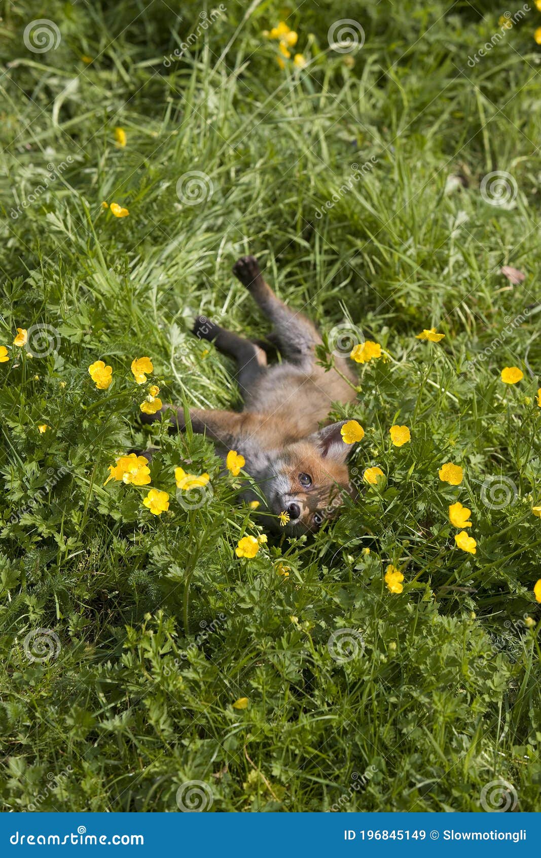 Red Fox, Vulpes Vulpes, Cub Laying Down in Flowers, Normandy Stock ...
