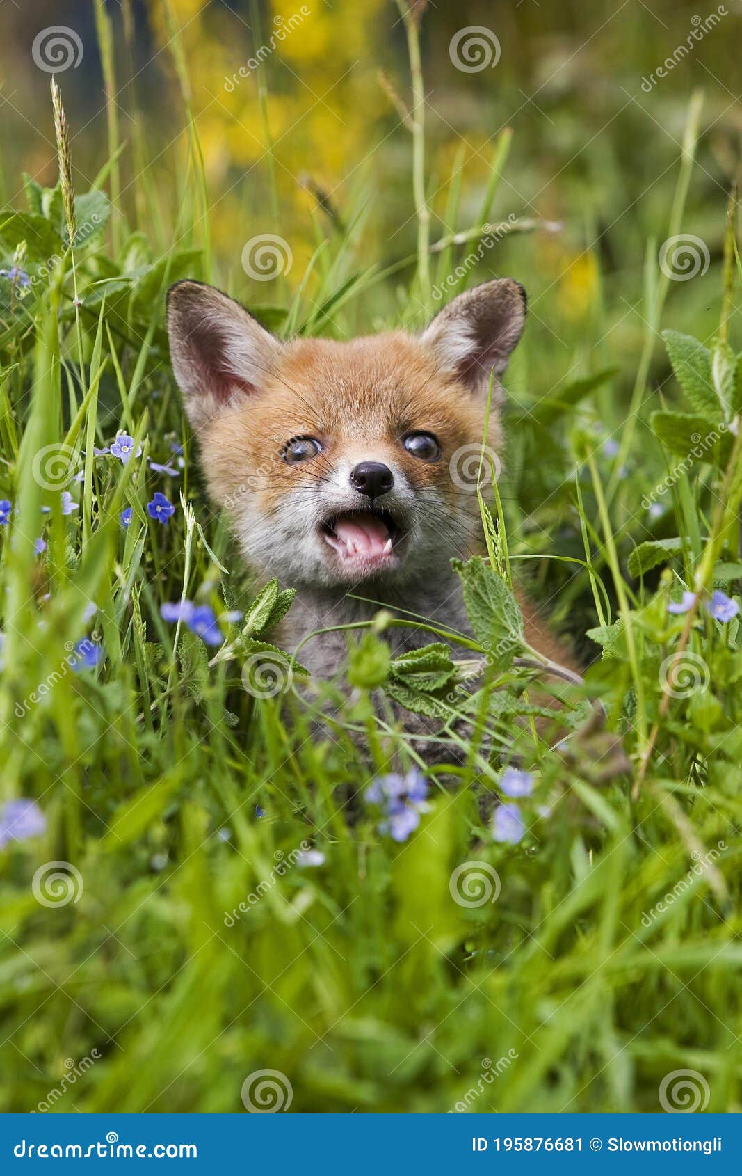 Red Fox, Vulpes Vulpes, Cub Sitting with Flowers, Normandy Stock Image ...