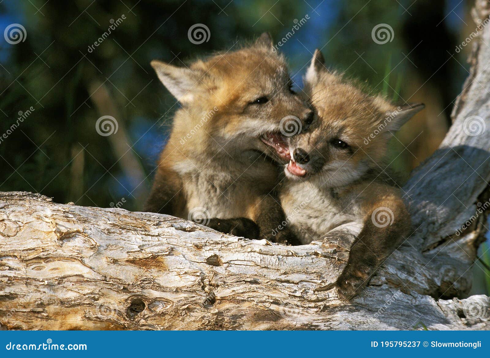 Red Fox, Vulpes Vulpes, Cubs Sitting With Yellow Flowers, Normandy ...