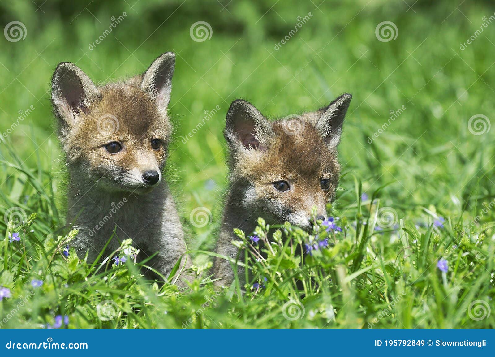 Red Fox, Vulpes Vulpes, Cubs Sitting on Grass, Normandy Stock Image ...