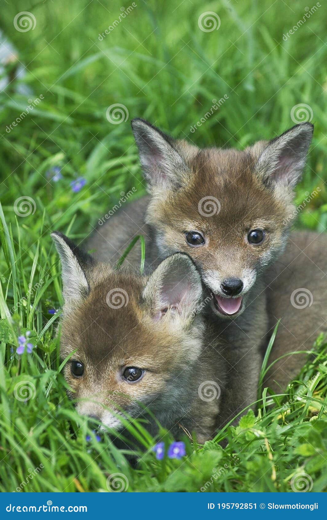 Red Fox, Vulpes Vulpes, Cubs Hunting European Rabbit, Normandy Stock ...