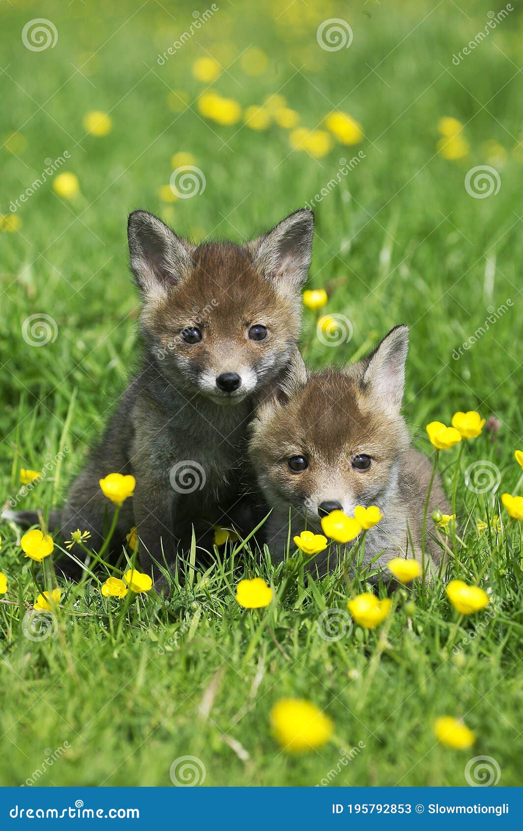 Red Fox, Vulpes Vulpes, Cubs with Yellow Flowers, Normandy Stock Image ...