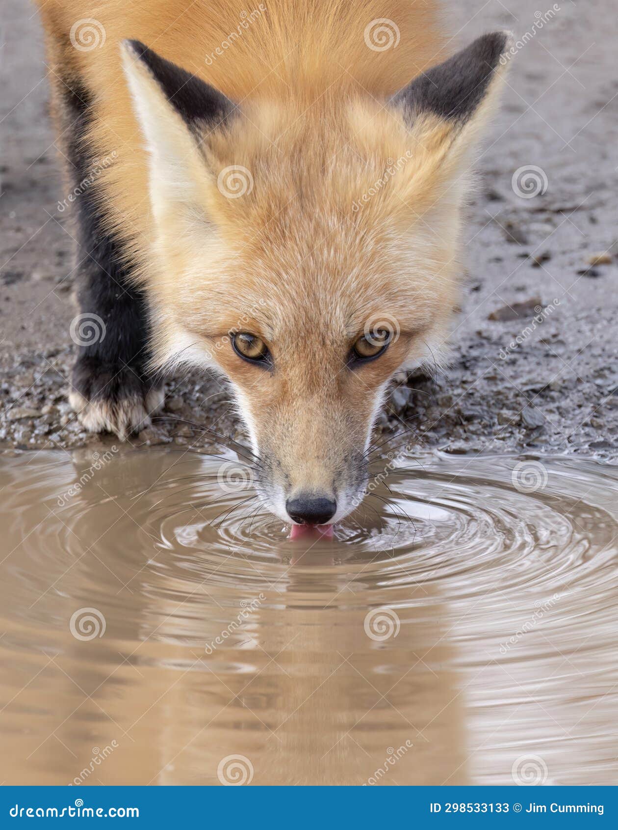 Red Fox (Vulpes Vulpes) Drinking Water from a Puddle in Autumn Stock ...