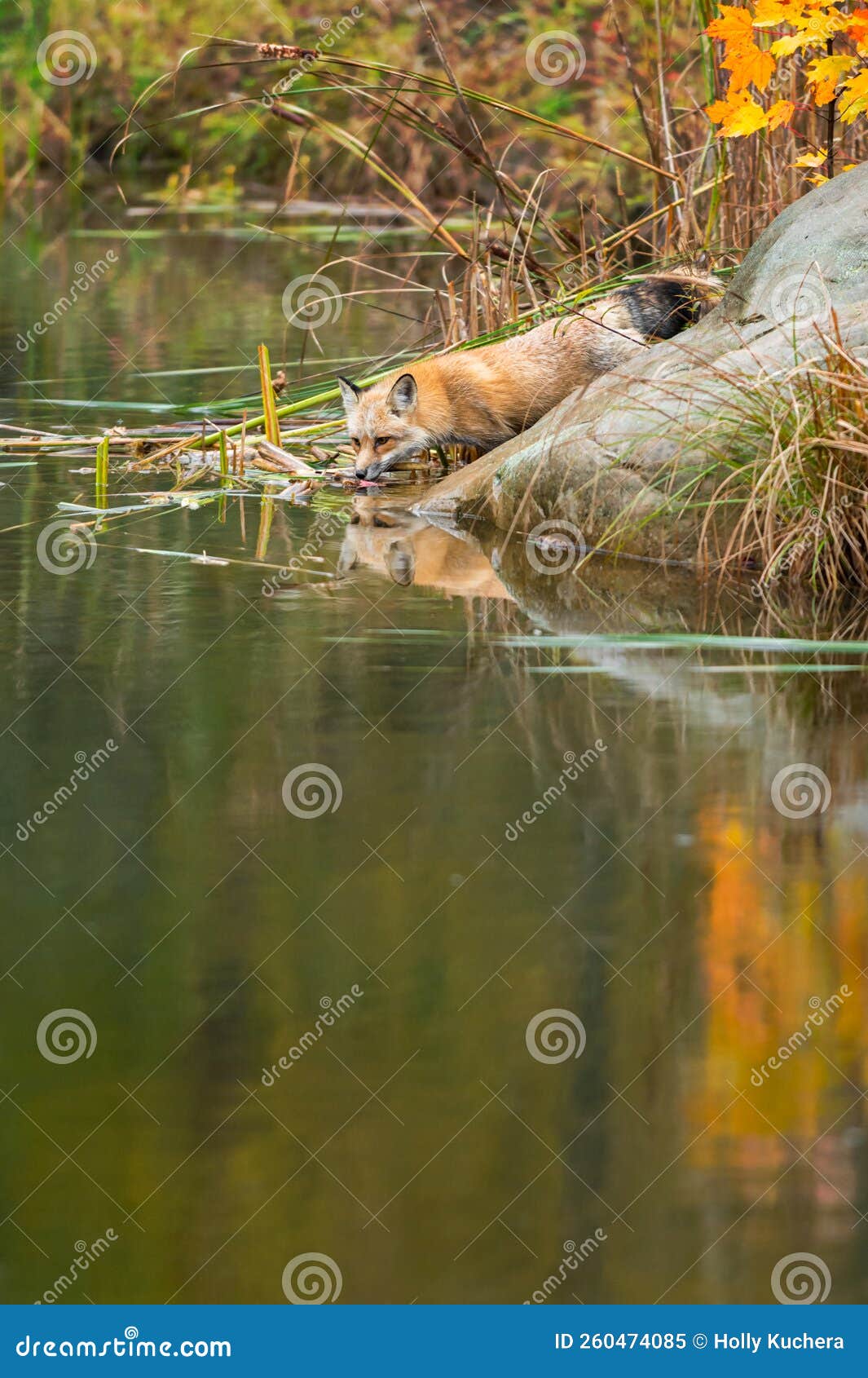 Red Fox Vulpes Vulpes Drinks from Pond Reflected Autumn Stock Image - Image of creature, nature ...