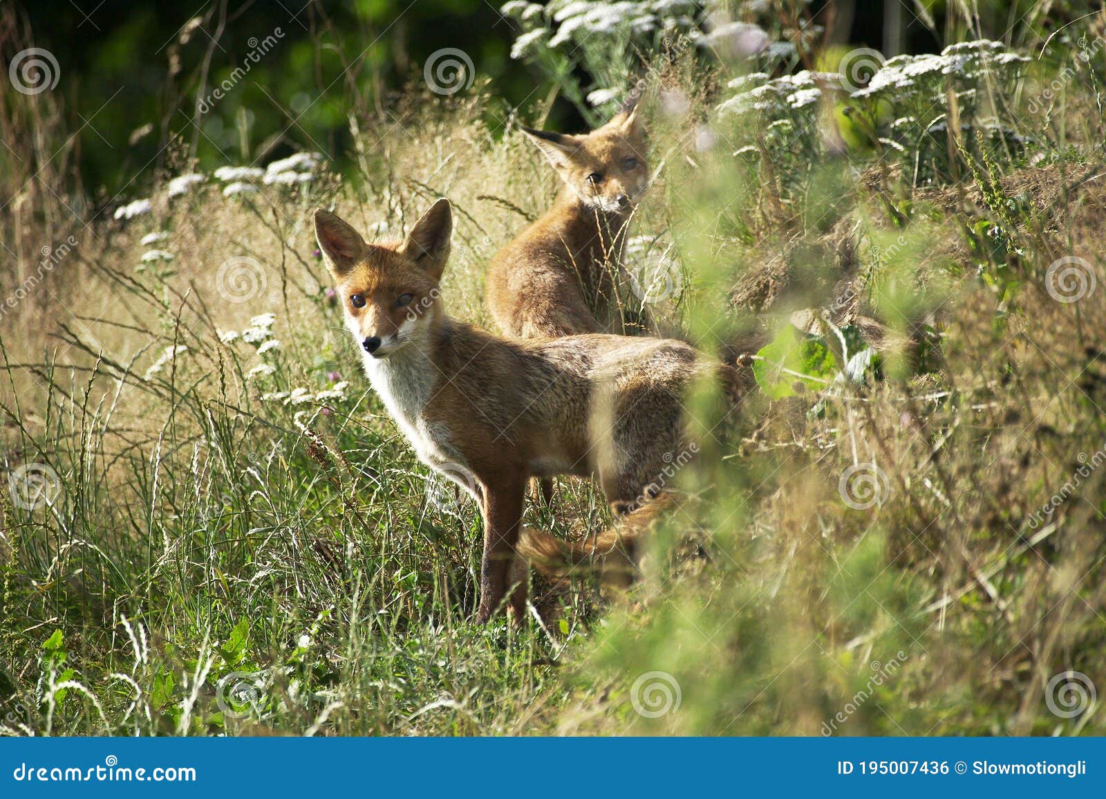 RED FOX Vulpes Vulpes, FEMALE TRYING TO CATCH A PREY, NORMANDY IN ...