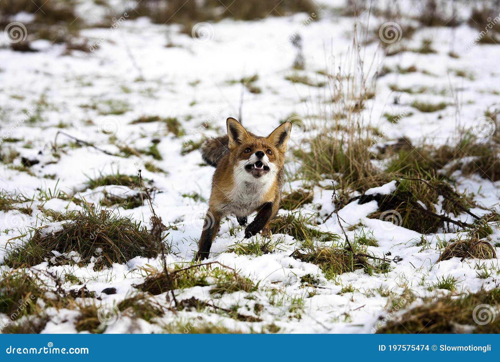 RED FOX Vulpes Vulpes, FEMALE TRYING TO CATCH A PREY, NORMANDY IN ...