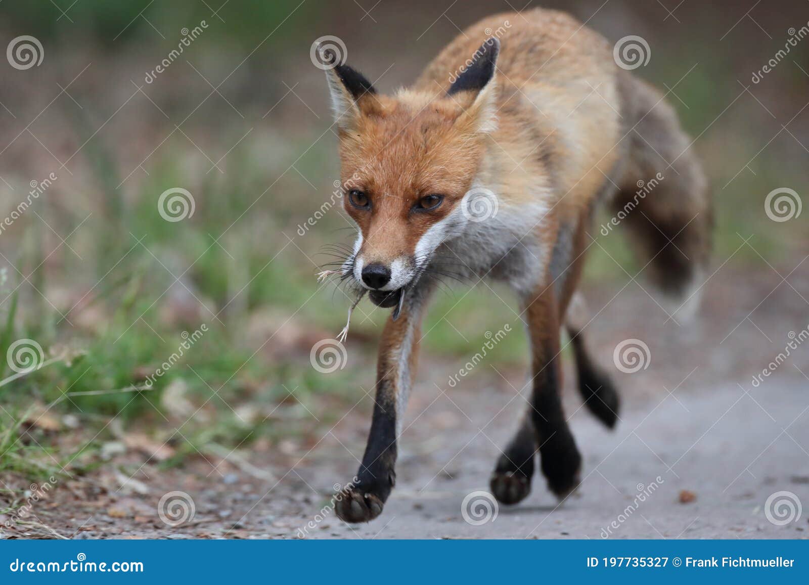 Red Fox (Vulpes Vulpes) Germany Stock Image - Image of grass, outdoors ...