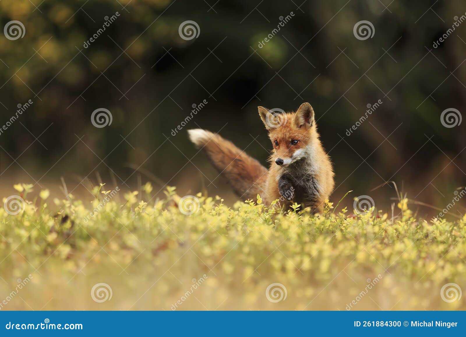 Male Red Fox Vulpes Vulpes is Hunting Mice Stock Photo - Image of ...