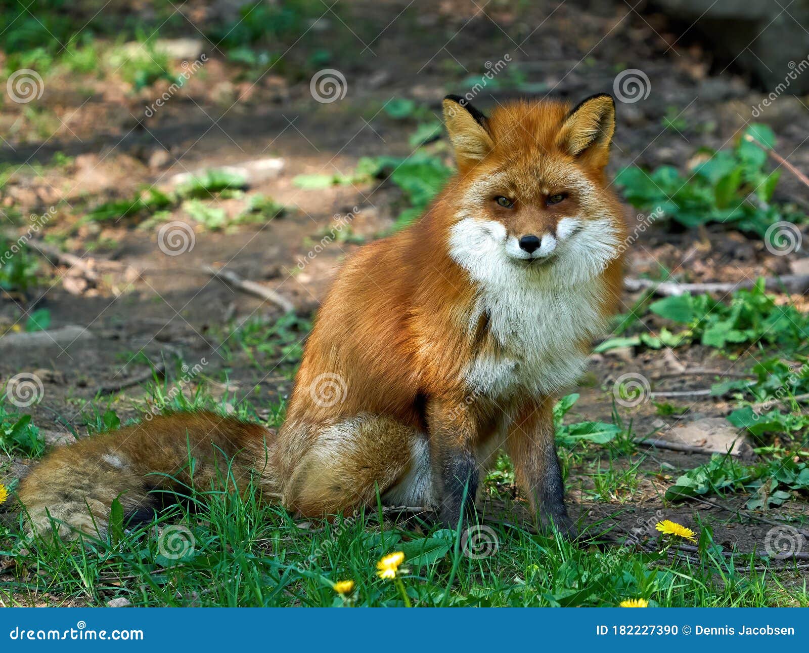 Red fox Vulpes vulpes stock photo. Image of habitat - 182227390