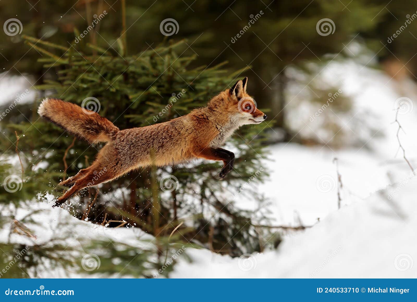 Red Fox Vulpes Vulpes is in the Jump Stock Photo - Image of attention ...