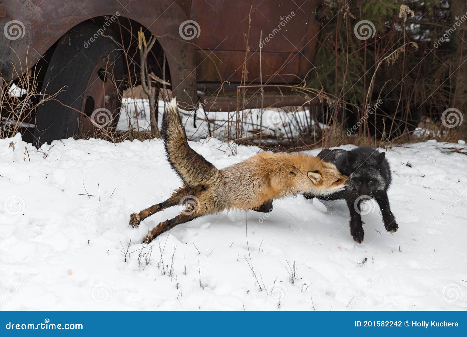 Red Fox Vulpes Vulpes Jumps at Silver Fox Winter Stock Photo - Image of ...
