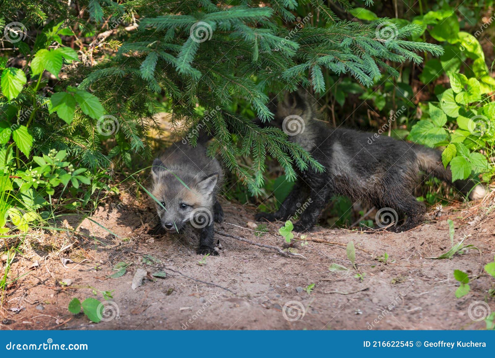 Red Fox Vulpes Vulpes Kits Creep Out from Under Pine Summer Stock Image ...