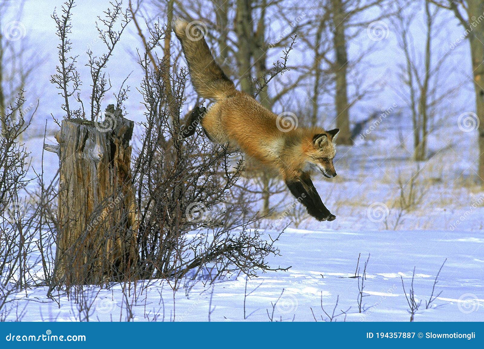 RED FOX Vulpes Vulpes LEAPING DOWN in SNOW , CANADA Stock Image - Image ...