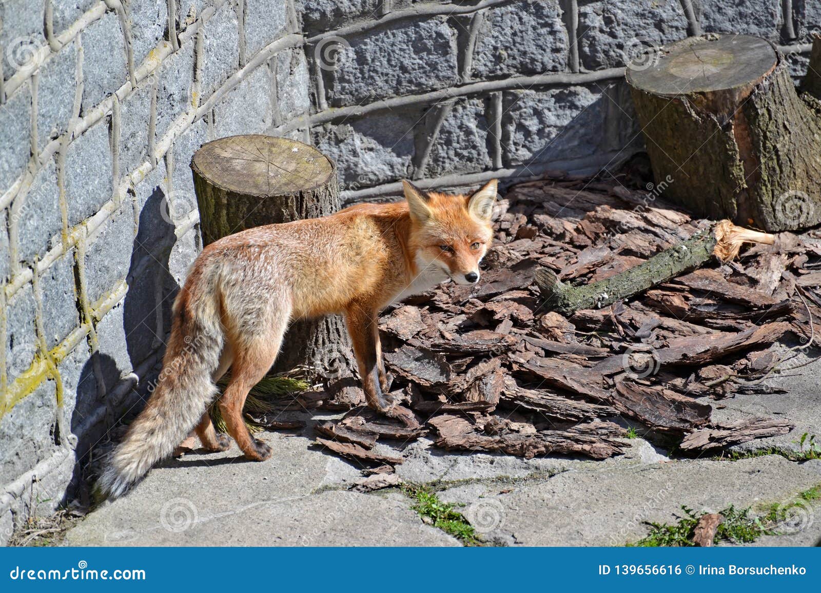 Red Fox Vulpes Vulpes Linnaeus in a Zoo Stock Photo - Image of canids ...