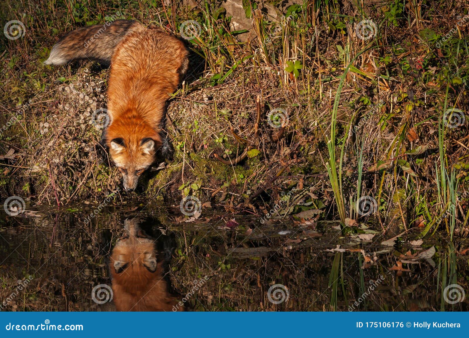 Red Fox Vulpes Vulpes Looks Down at Reflection in Water Autumn Stock ...