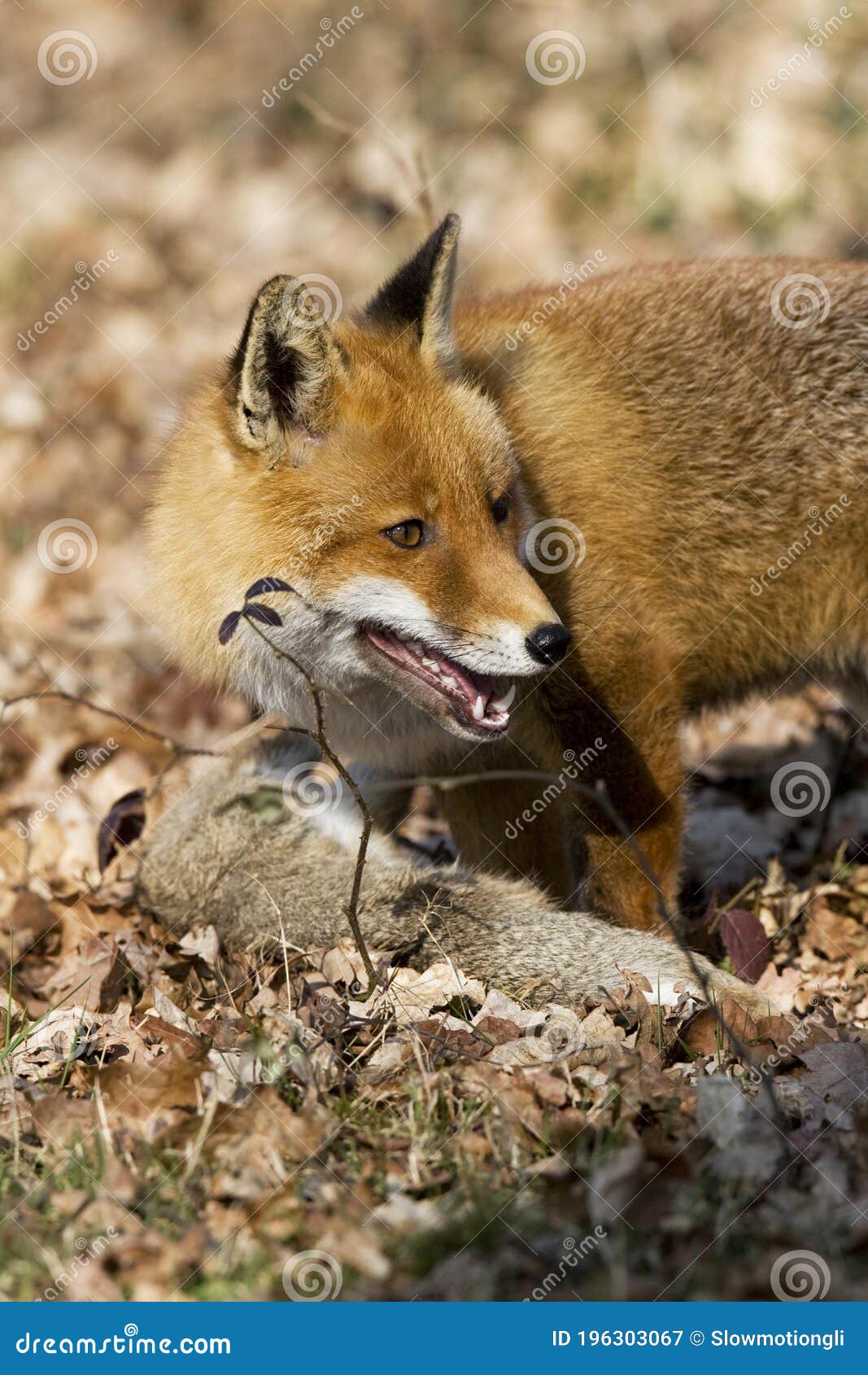 Red Fox, Vulpes Vulpes, Male Hunting Wild Rabbit, Normandy Stock Image ...
