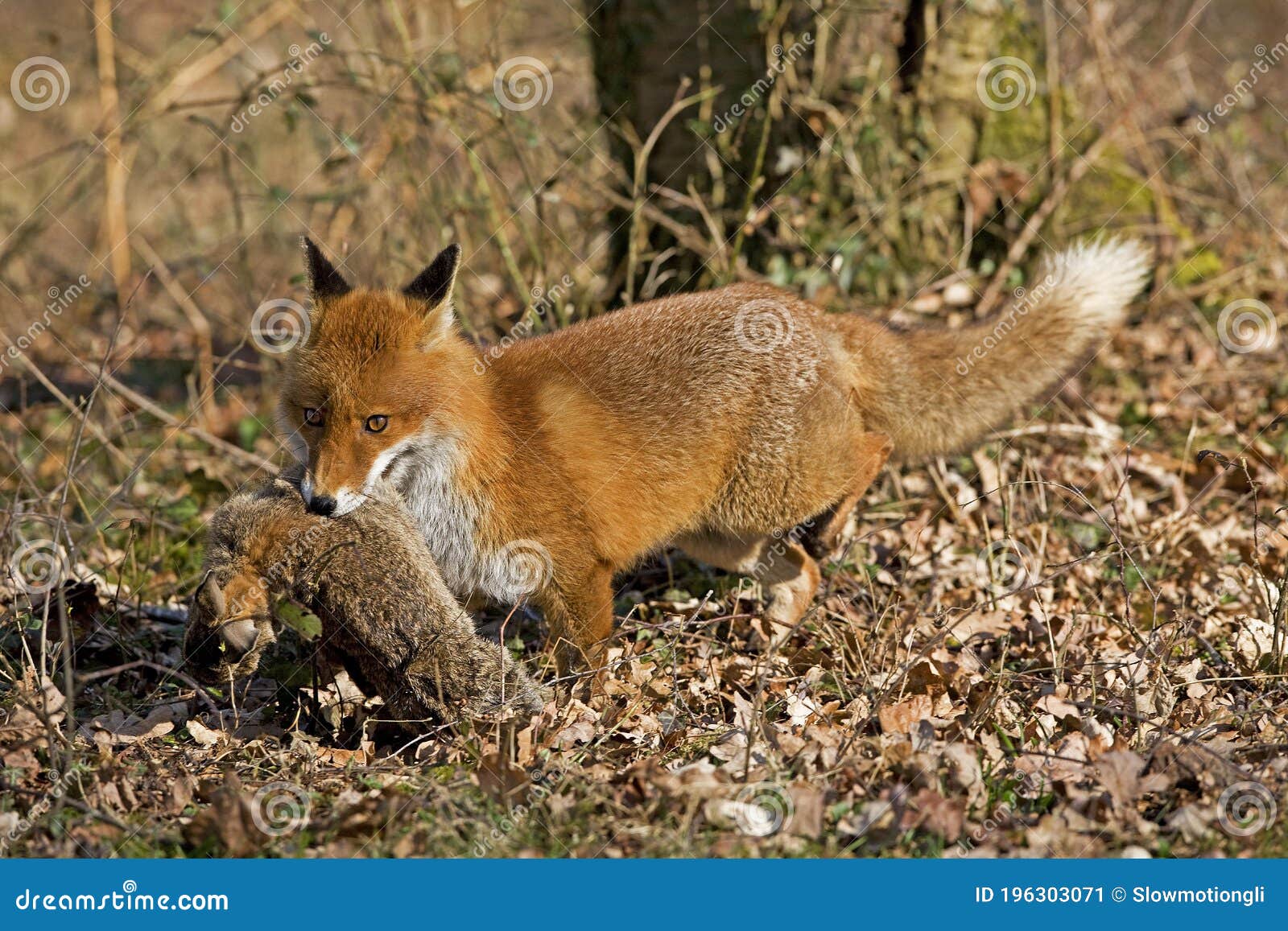 Red Fox, Vulpes Vulpes, Male Hunting Wild Rabbit, Normandy Stock Image ...