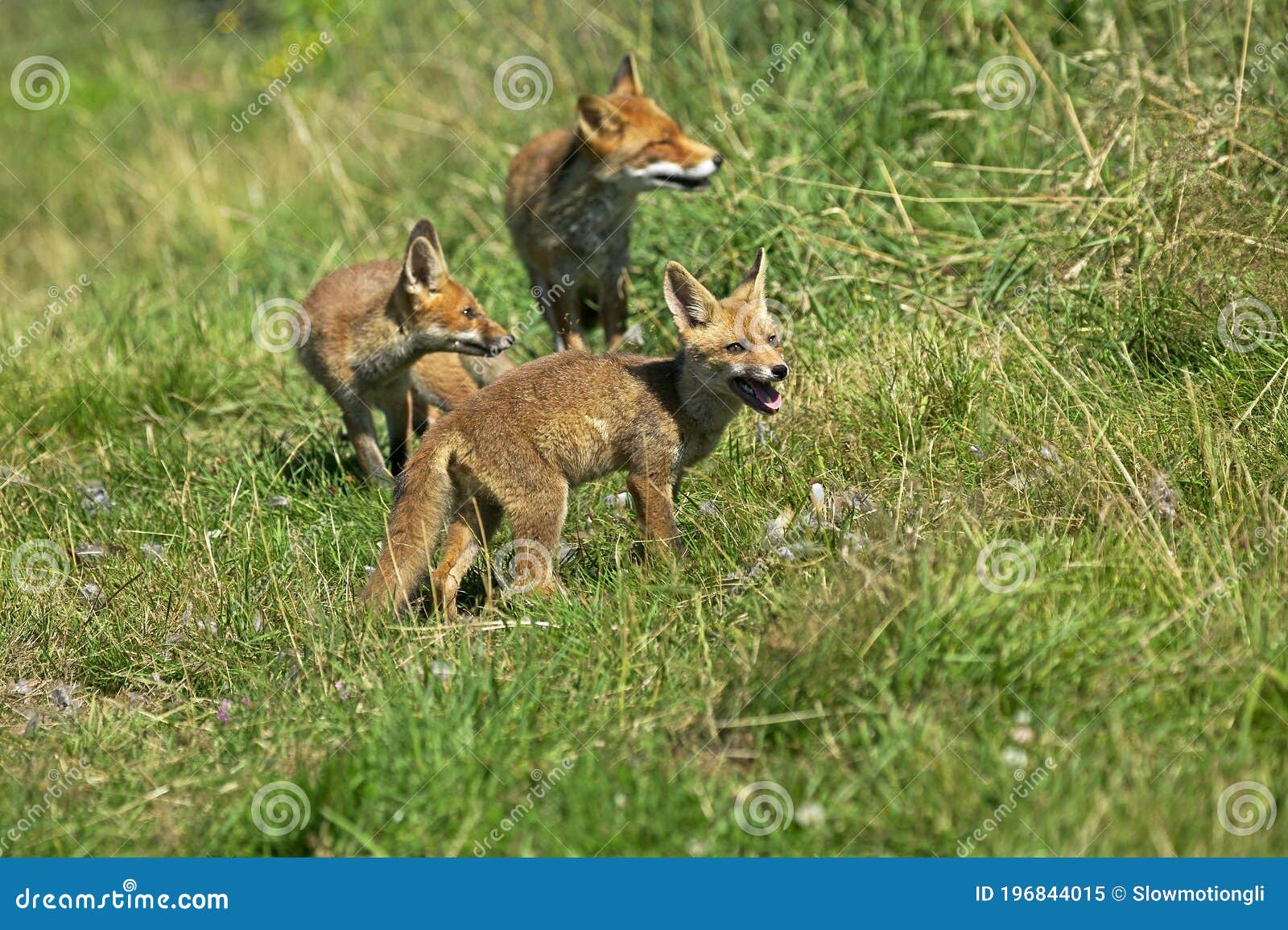 Mother Red Fox Vulpes Vulpes And Her Newborn Red Fox Cubs. Amsterdamse ...
